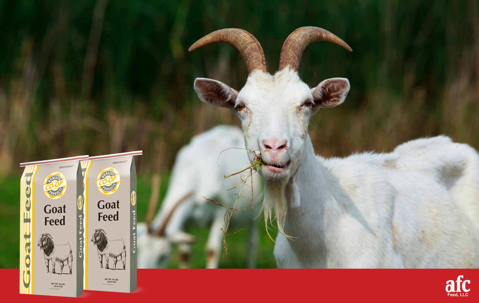 Product Spotlight – AFC Feed, LLC